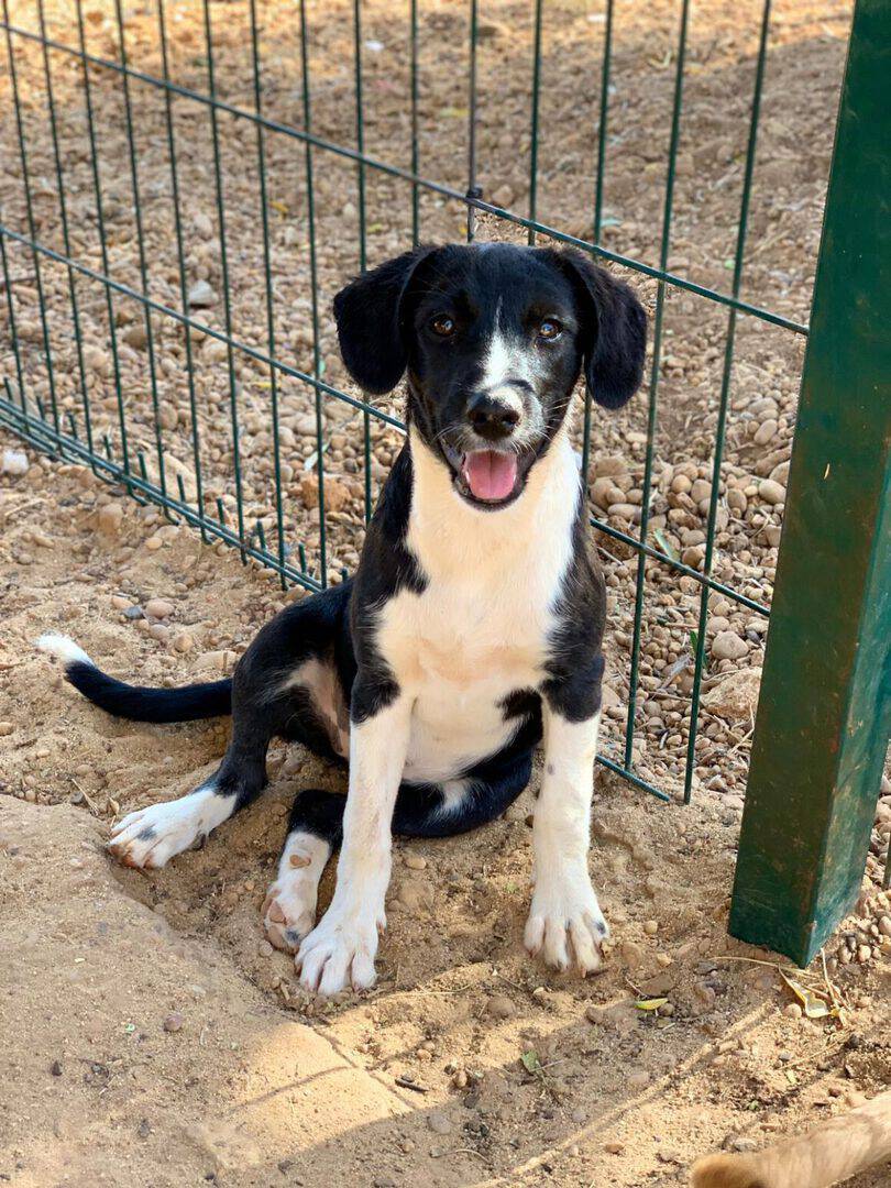 Edda fand ein liebevolles Zuhause - PLACE for STRAYS Albufeira