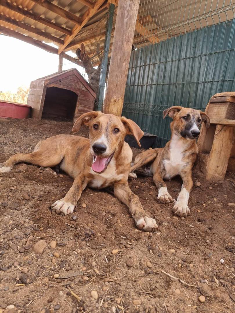 Rio - PLACE for STRAYS Albufeira