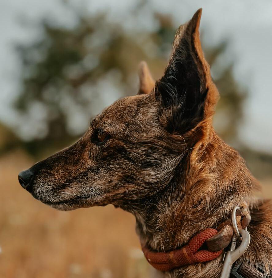 Unsere Schützlinge suchen ein Zuhause - PLACE for STRAYS Albufeira