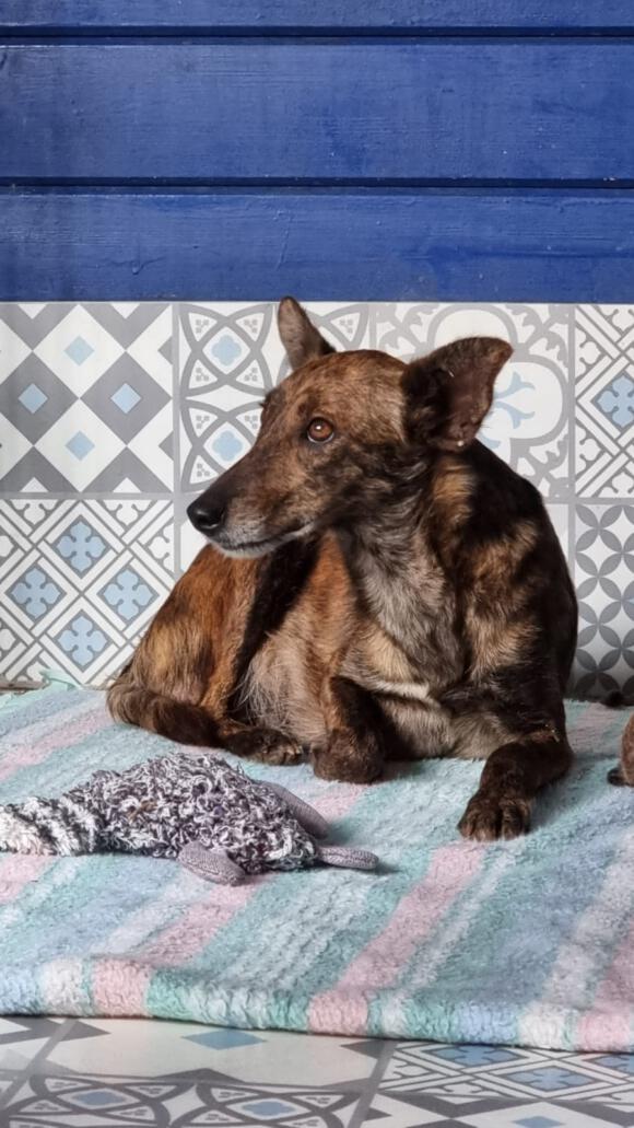 Tokyo sucht ein liebevolles Zuhause - PLACE for STRAYS Albufeira