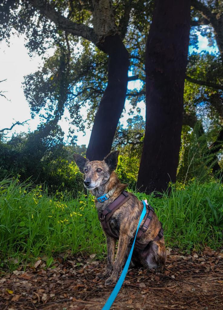 Tokyo sucht ein liebevolles Zuhause - PLACE for STRAYS Albufeira